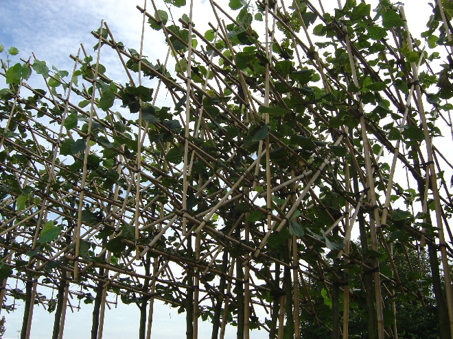 Bomenzoeker Webwinkel - Tilia_europaea_'Pallida'_(Leilinde)(pot ...